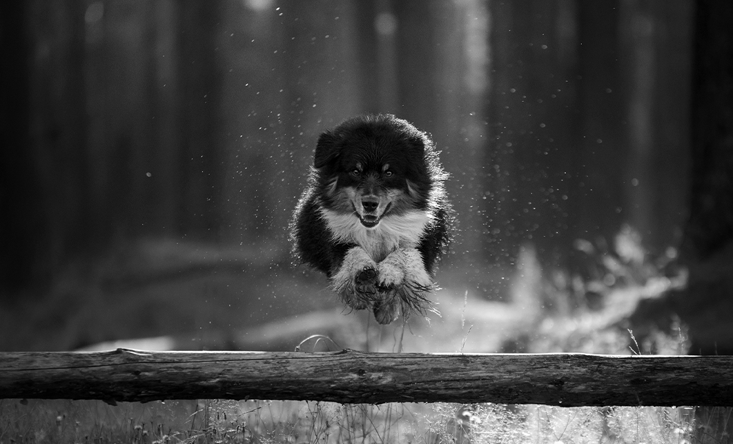 Fannie and Freddie’s Great Escape: Hurdles to GSE Privatization